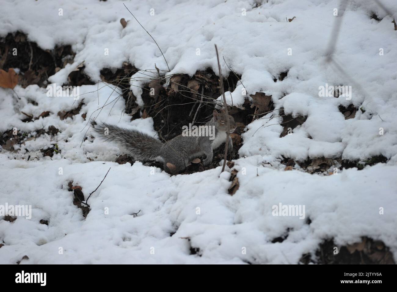 Squirrels in the Valentino Park Stock Photo - Alamy
