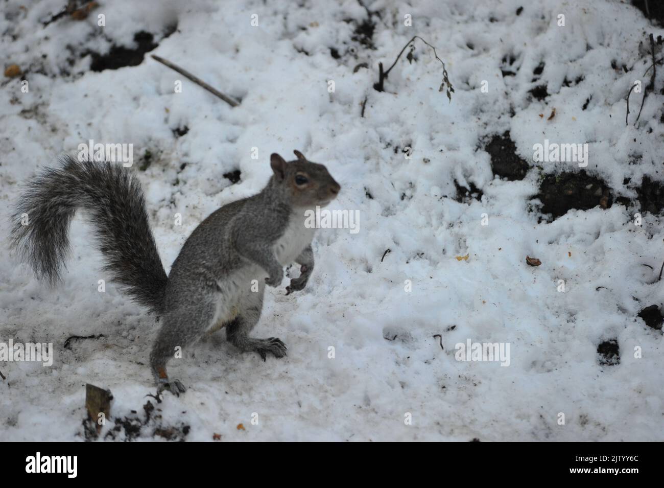 Squirrels in the Valentino Park Stock Photo - Alamy