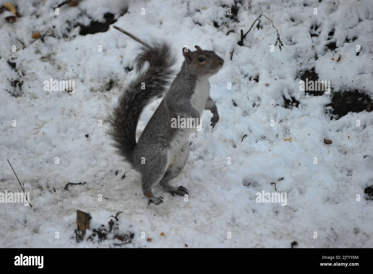 Squirrels in the Valentino Park Stock Photo - Alamy