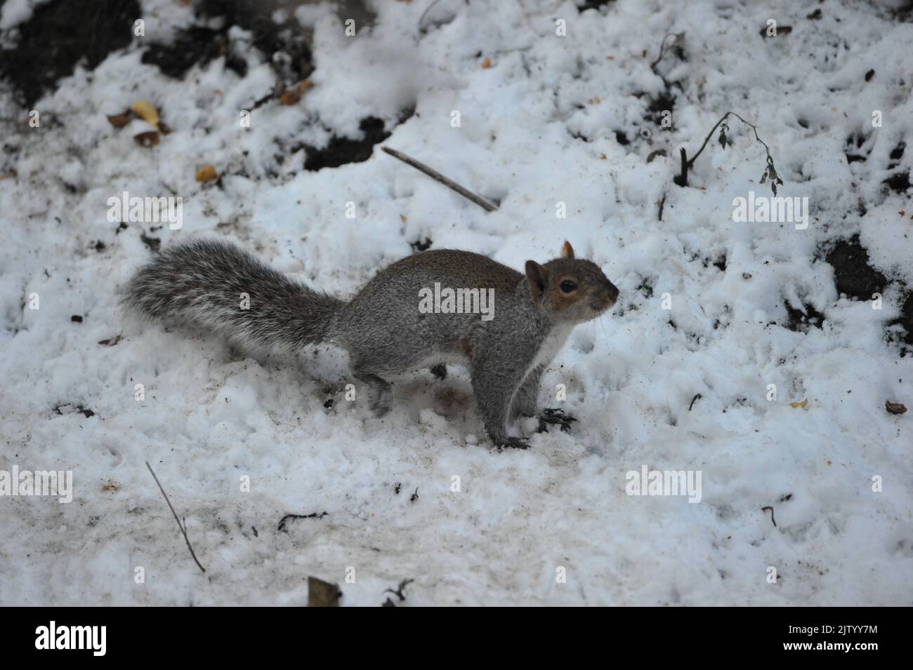 Squirrels in the Valentino Park Stock Photo - Alamy