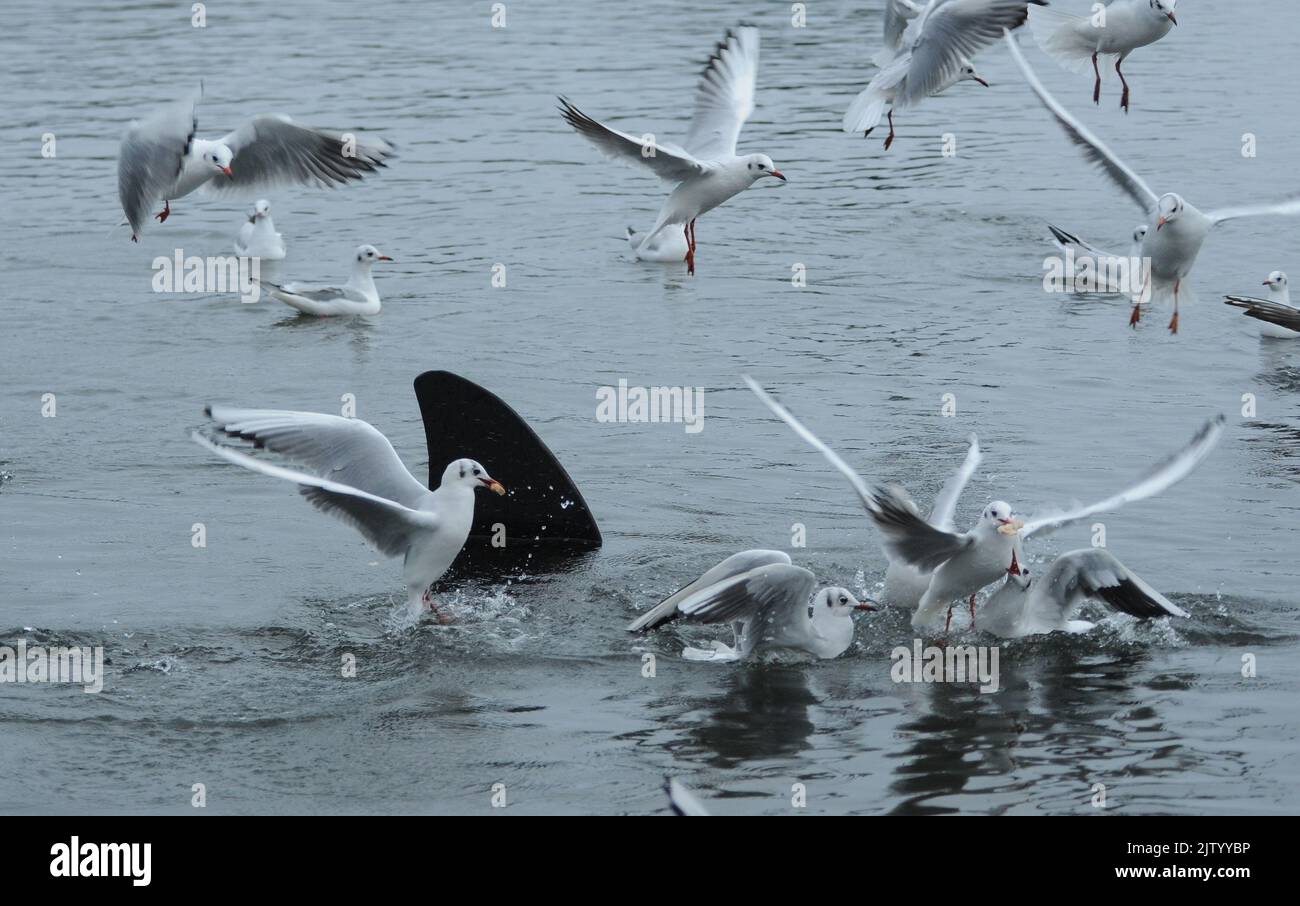 CAUGHT ON CAMERA. SEAGULLS MOB A SHARK THAT APPEARED AT SOUTHSEA ...