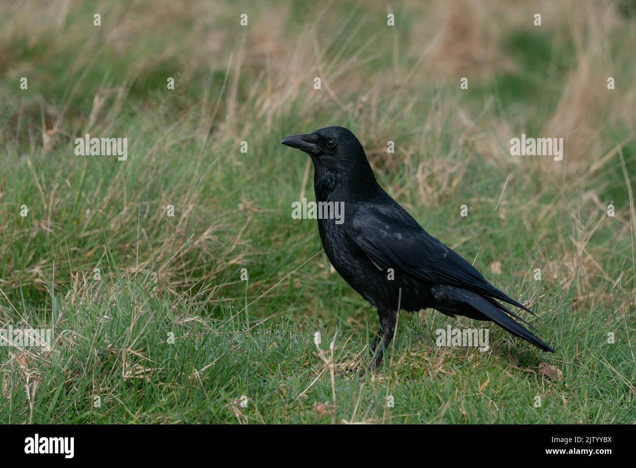 crow perched in long grass Stock Photo - Alamy