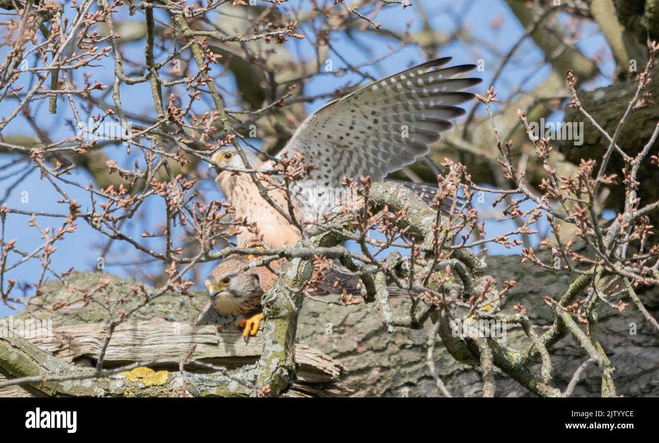 kestrel bird raptor mating Stock Photo - Alamy
