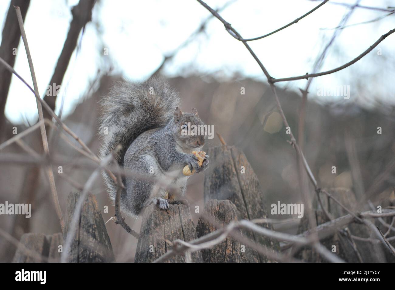 Squirrels in the Valentino Park Stock Photo - Alamy