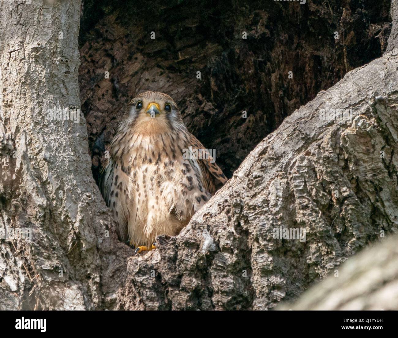kestrel bird raptor mating Stock Photo - Alamy