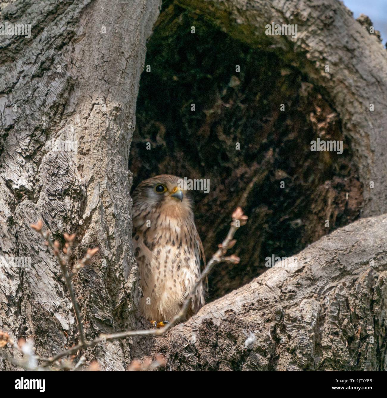 kestrel bird raptor mating Stock Photo - Alamy