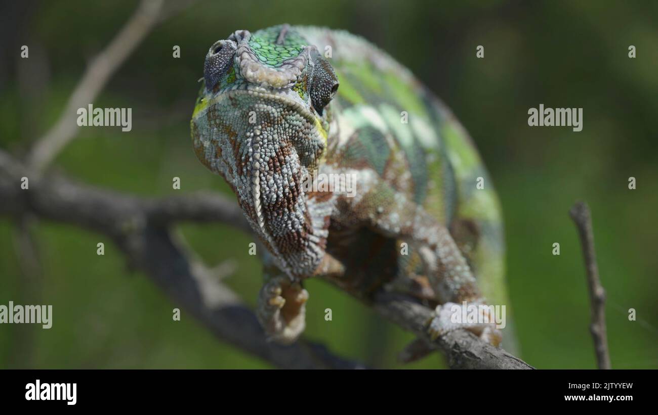 September 2, 2022, Odessa oblast, Ukraine, Eastern Europe: hameleon ...