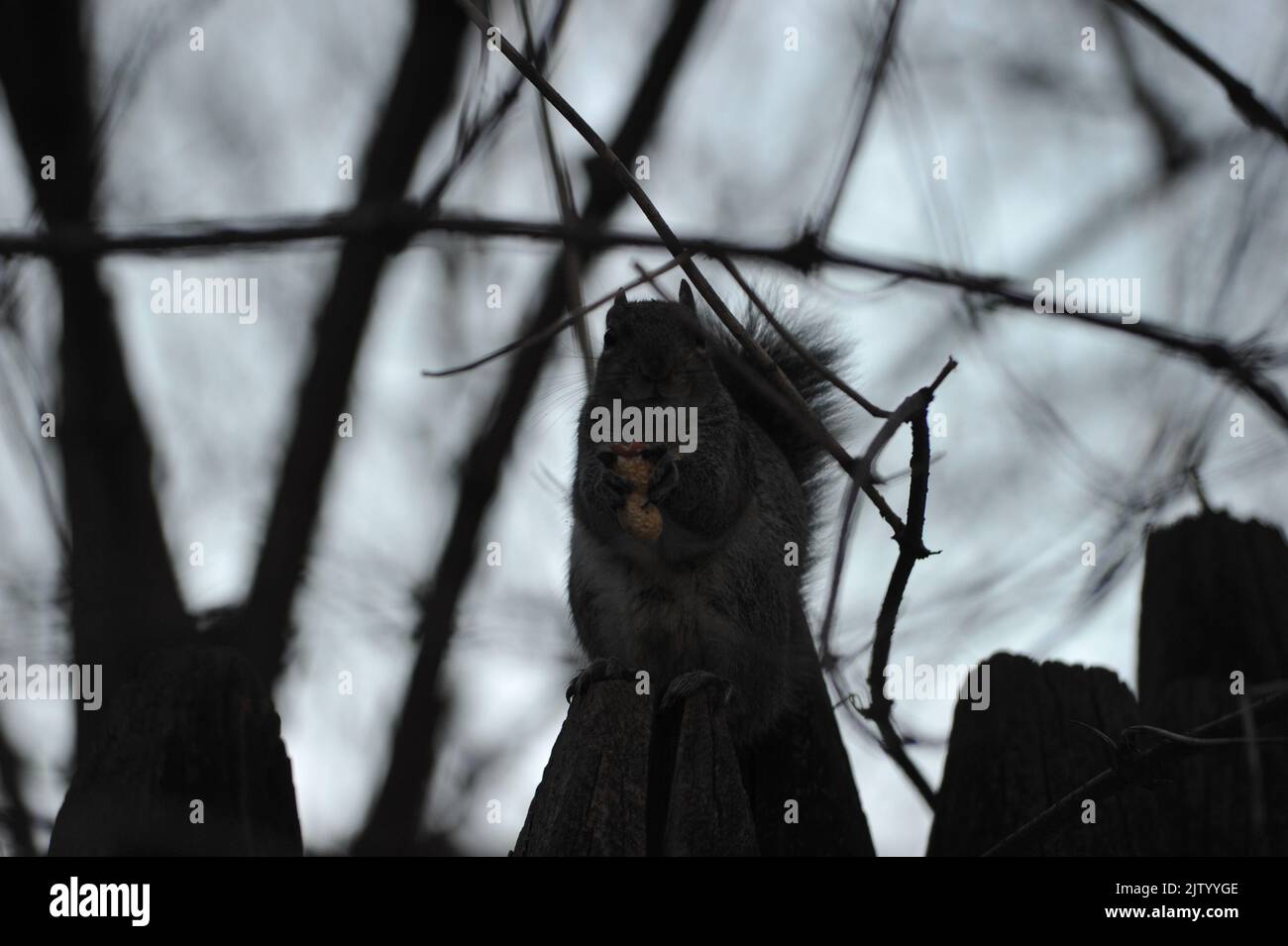 Squirrels in the Valentino Park Stock Photo - Alamy