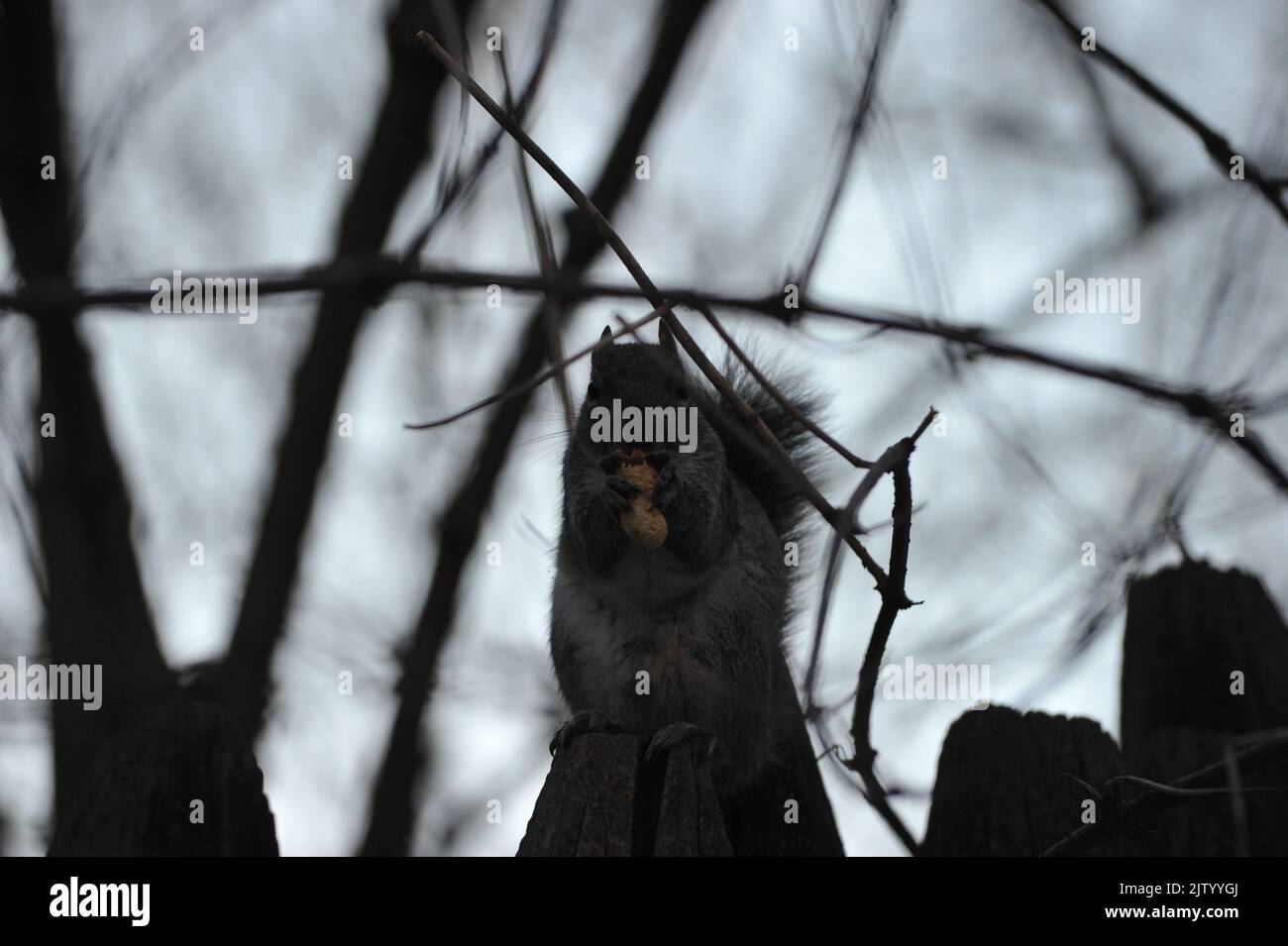 Squirrels in the Valentino Park Stock Photo - Alamy