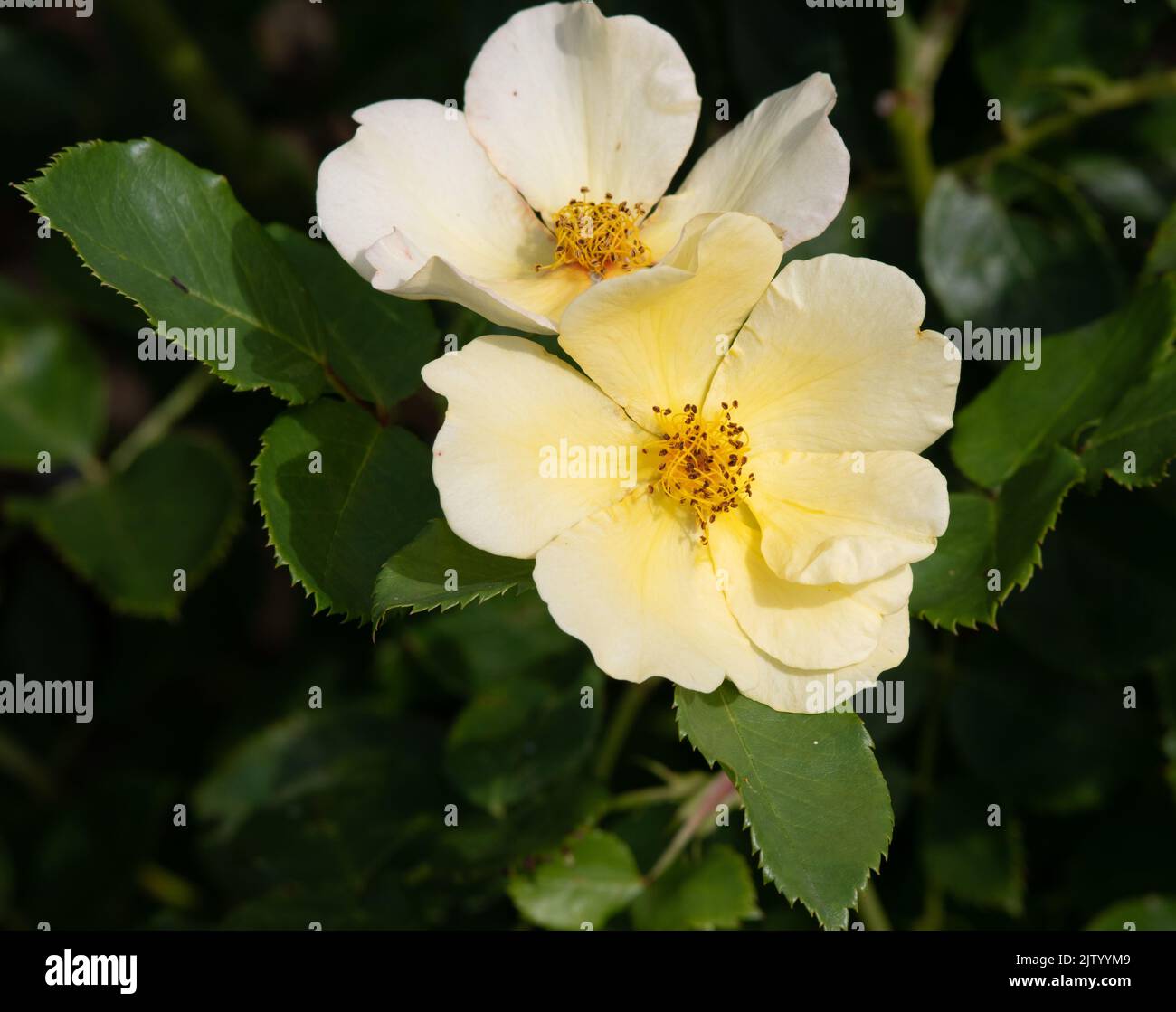 Rosa Tottering by Gently Stock Photo - Alamy