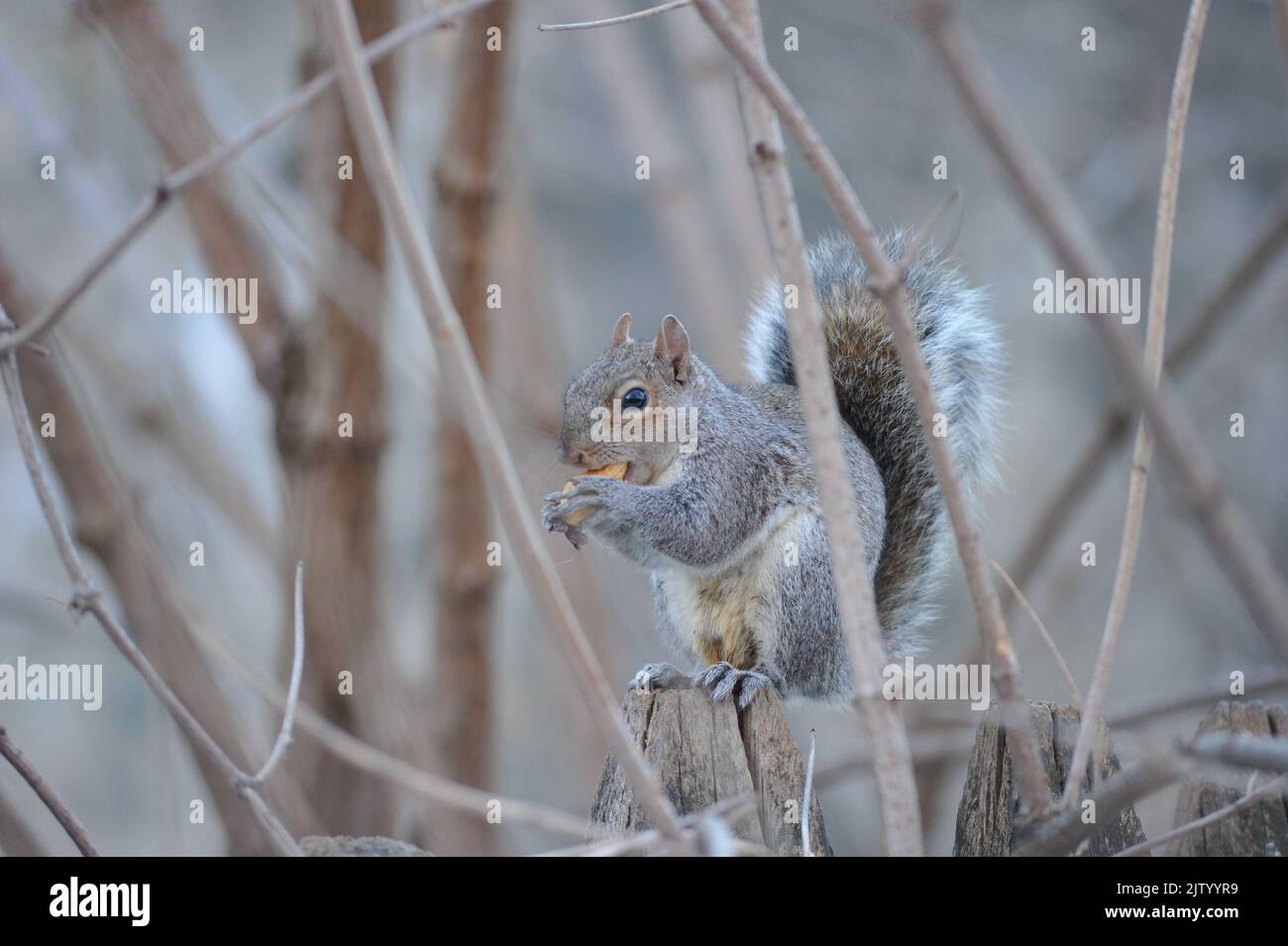 Squirrels in the Valentino Park Stock Photo - Alamy