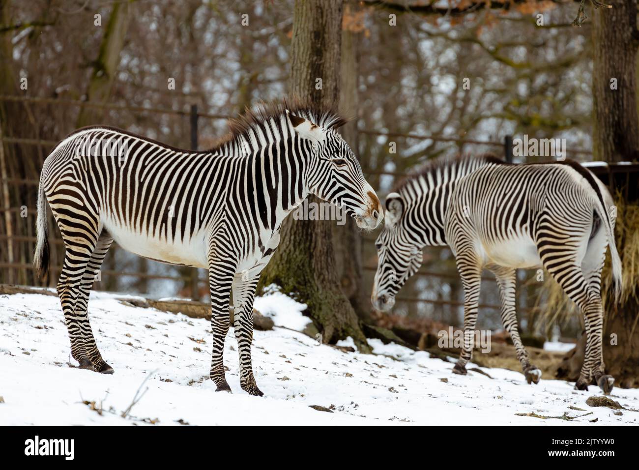 zebras in winter in ZOO, Czech Republic Stock Photo - Alamy