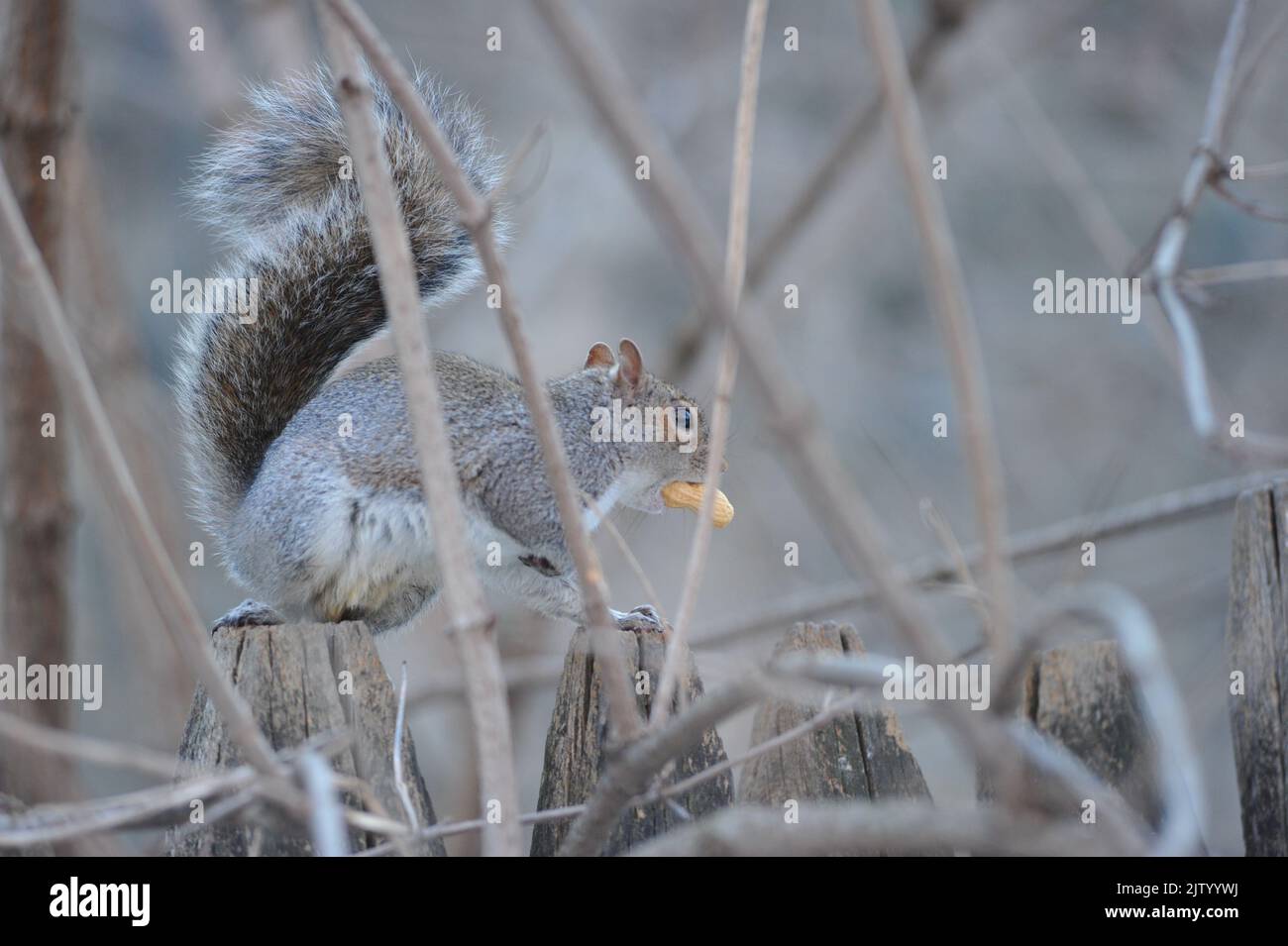 Squirrels in the Valentino Park Stock Photo - Alamy