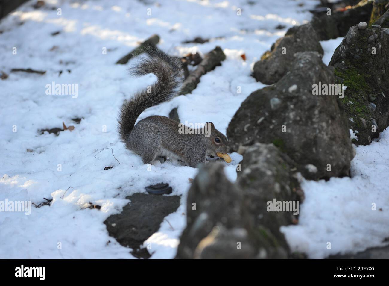 Squirrels in the Valentino Park Stock Photo - Alamy