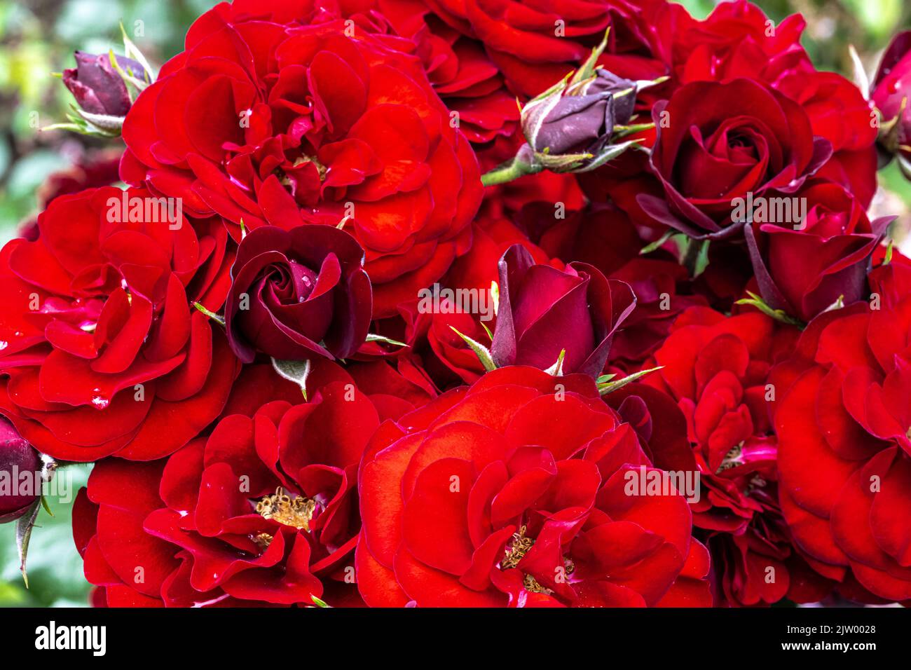 Flowers of ‘Lava Flow’ Floribunda Rose Stock Photo - Alamy