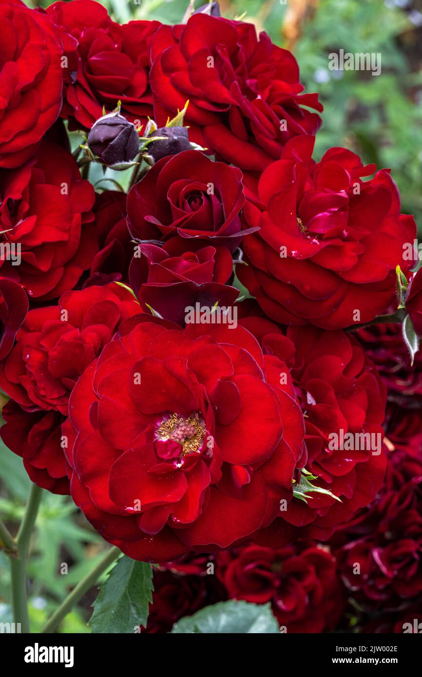 Flowers of ‘Lava Flow’ Floribunda Rose Stock Photo - Alamy