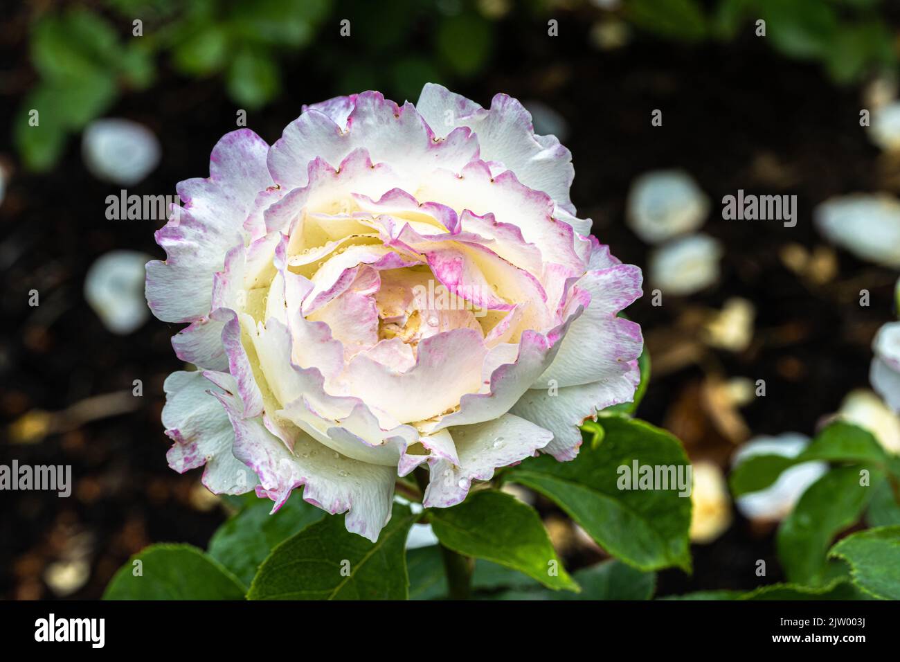 Flowers of ‘Marc Chagall’ Floribunda Rose Stock Photo - Alamy
