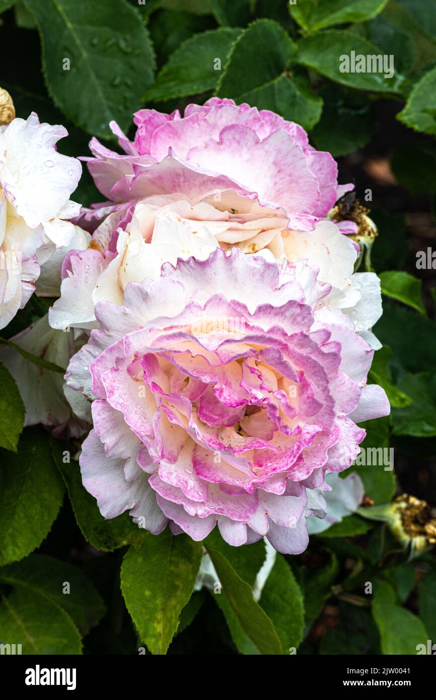 Marc chagall the birthday hi-res stock photography and images - Alamy