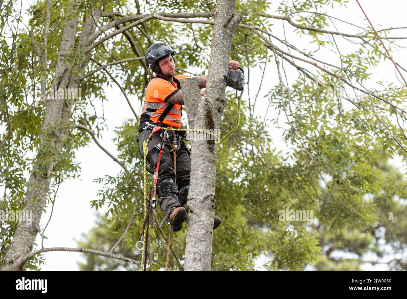 Tree surgeon cutting branches off trees with chain saw with safety gear ...