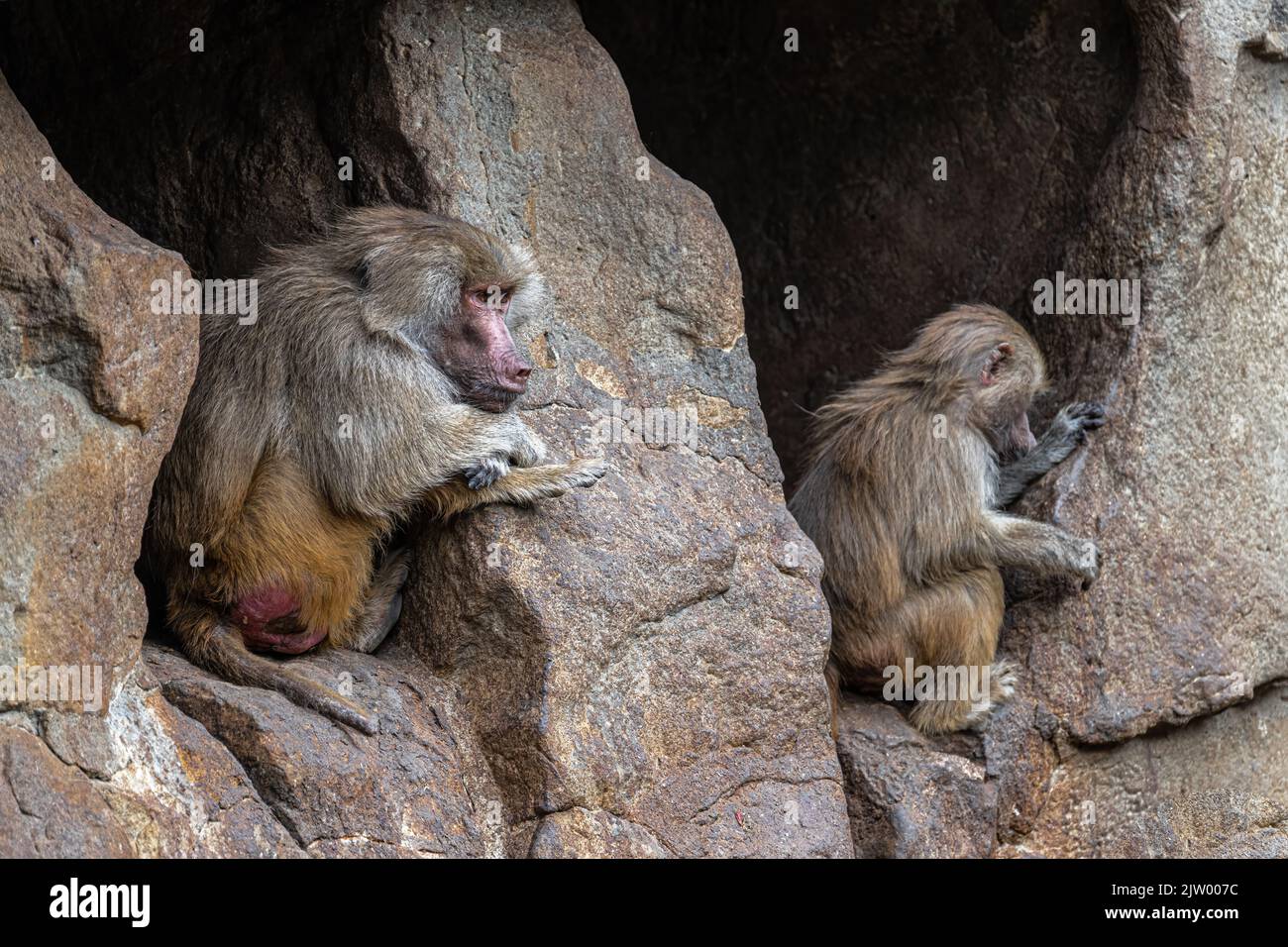 Hamadryas Baboons (Papio hamadryas) Waiting Stock Photo - Alamy