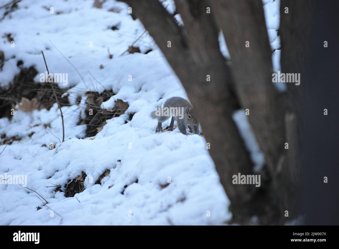 Squirrels in the Valentino Park Stock Photo - Alamy