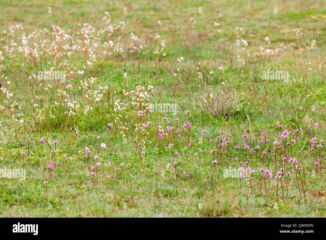blooming meadow with orchidsnear village Vernasca, Italy Stock Photo ...