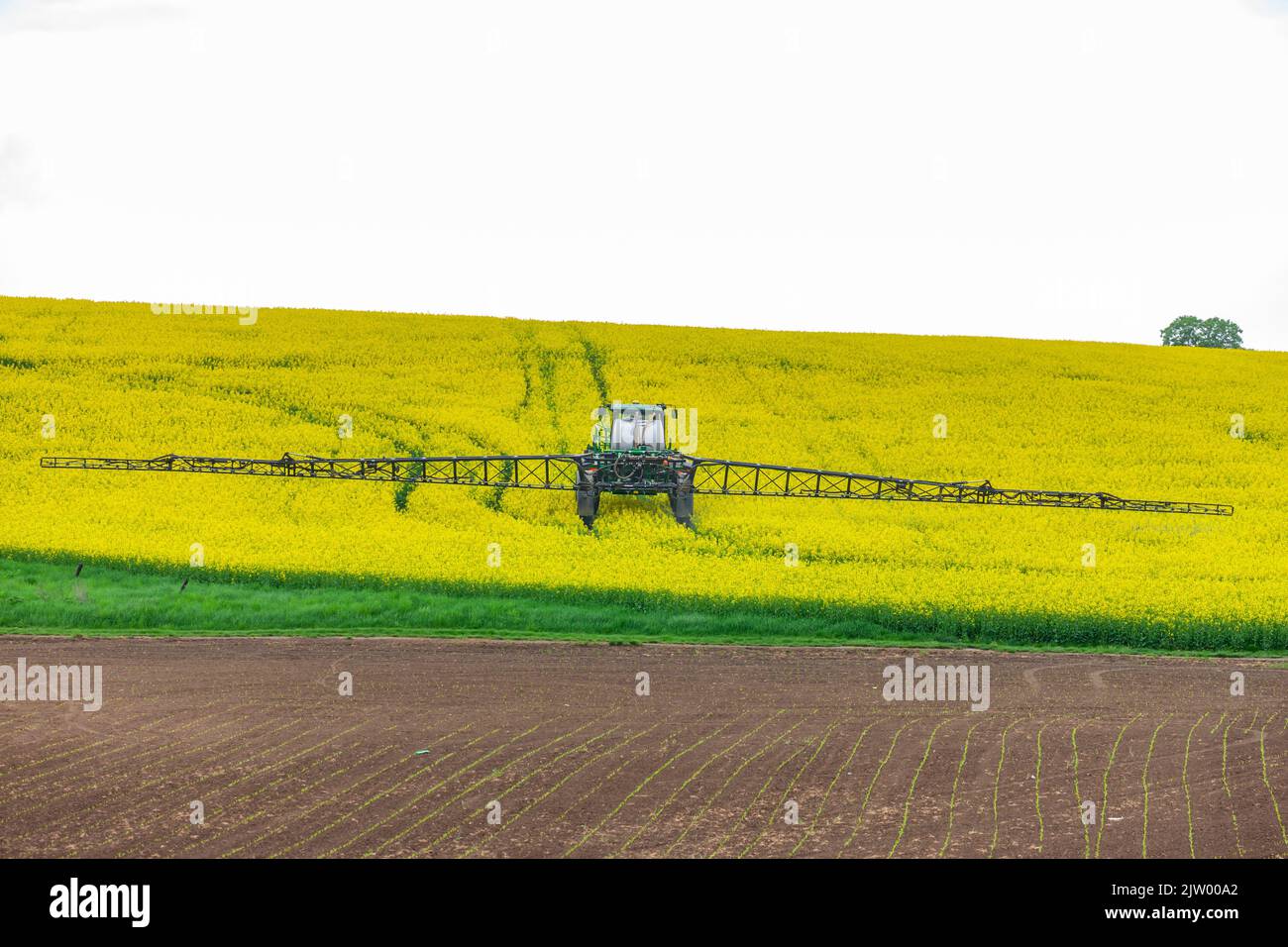 spring rapeseed field with fertilizing tractor Stock Photo - Alamy