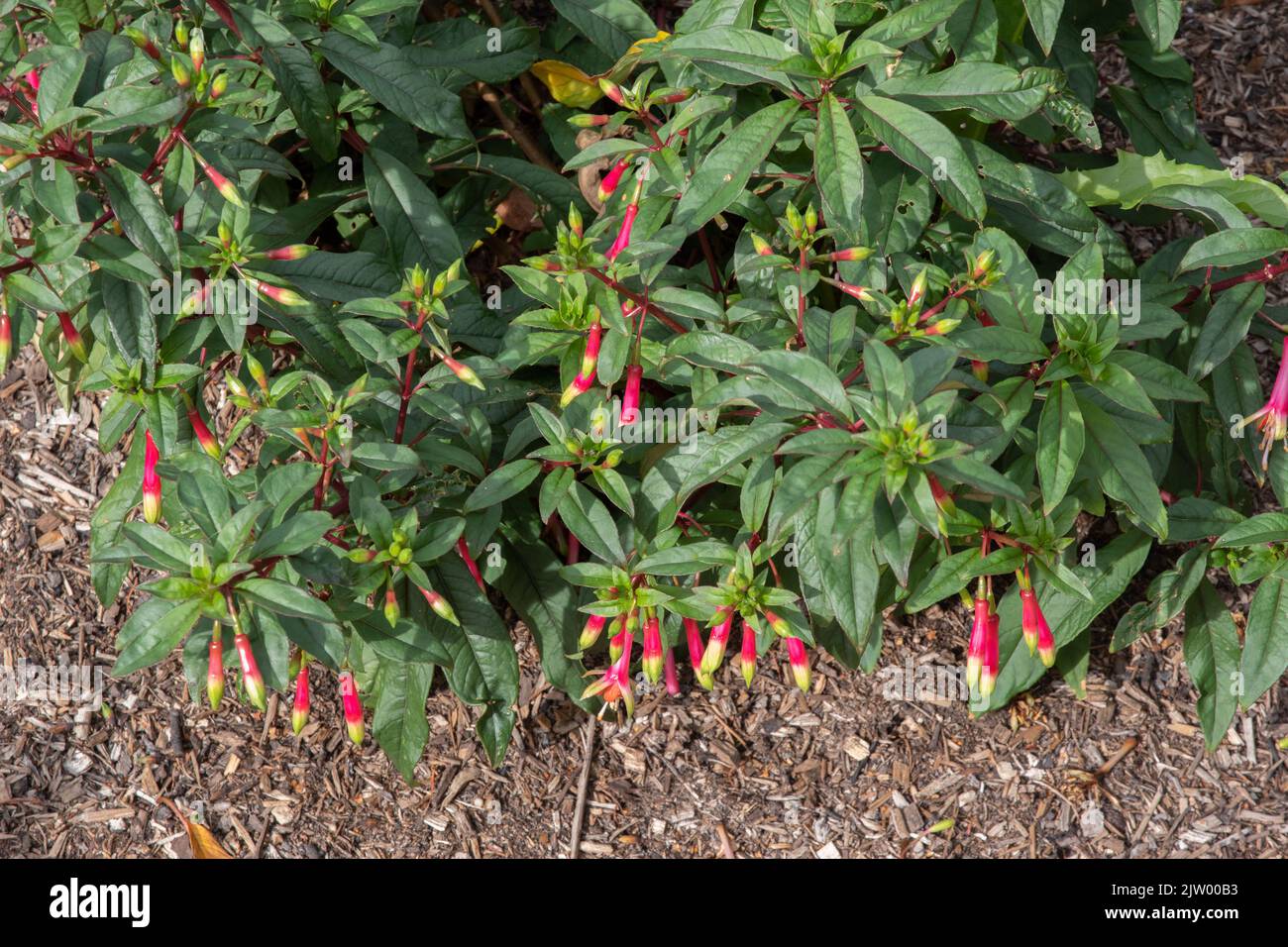 Saw leaved fuchsia hi-res stock photography and images - Alamy