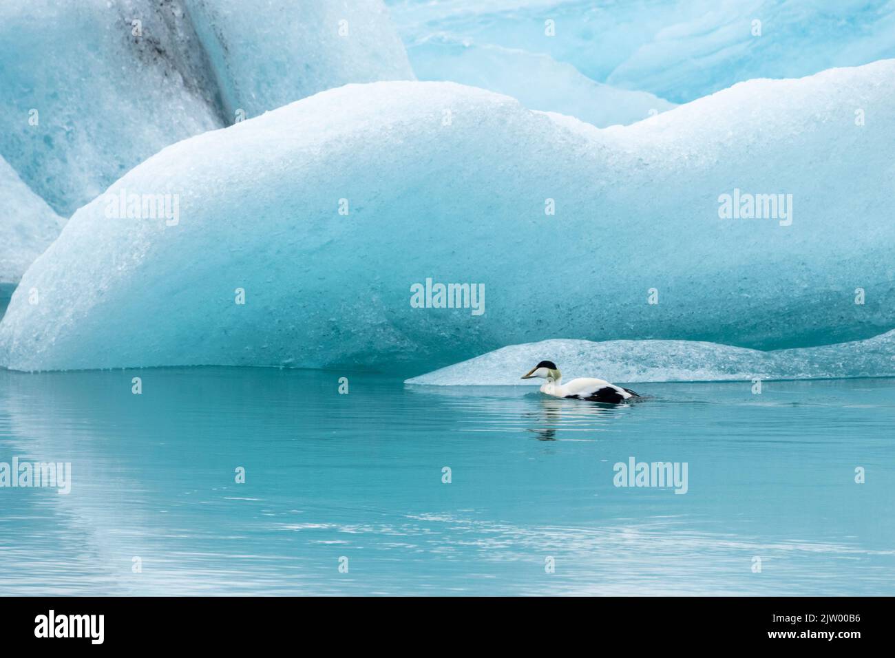Eider Ducks and Icebergs floating in the glacial lagoon at Jökulsárlón ...
