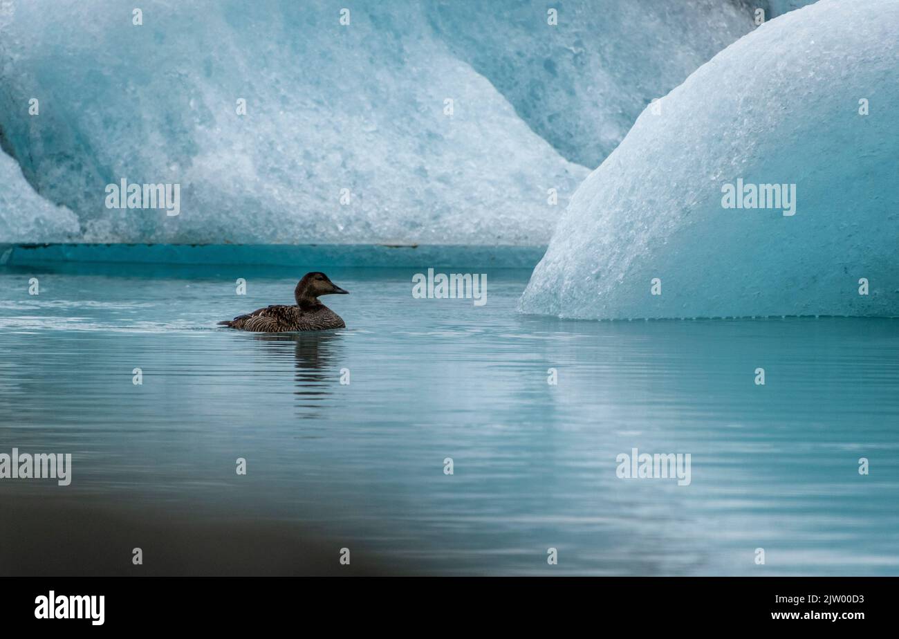 Eider Ducks and Icebergs floating in the glacial lagoon at Jökulsárlón ...