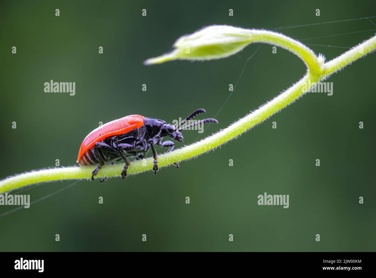 Bug red eyes hi-res stock photography and images - Alamy