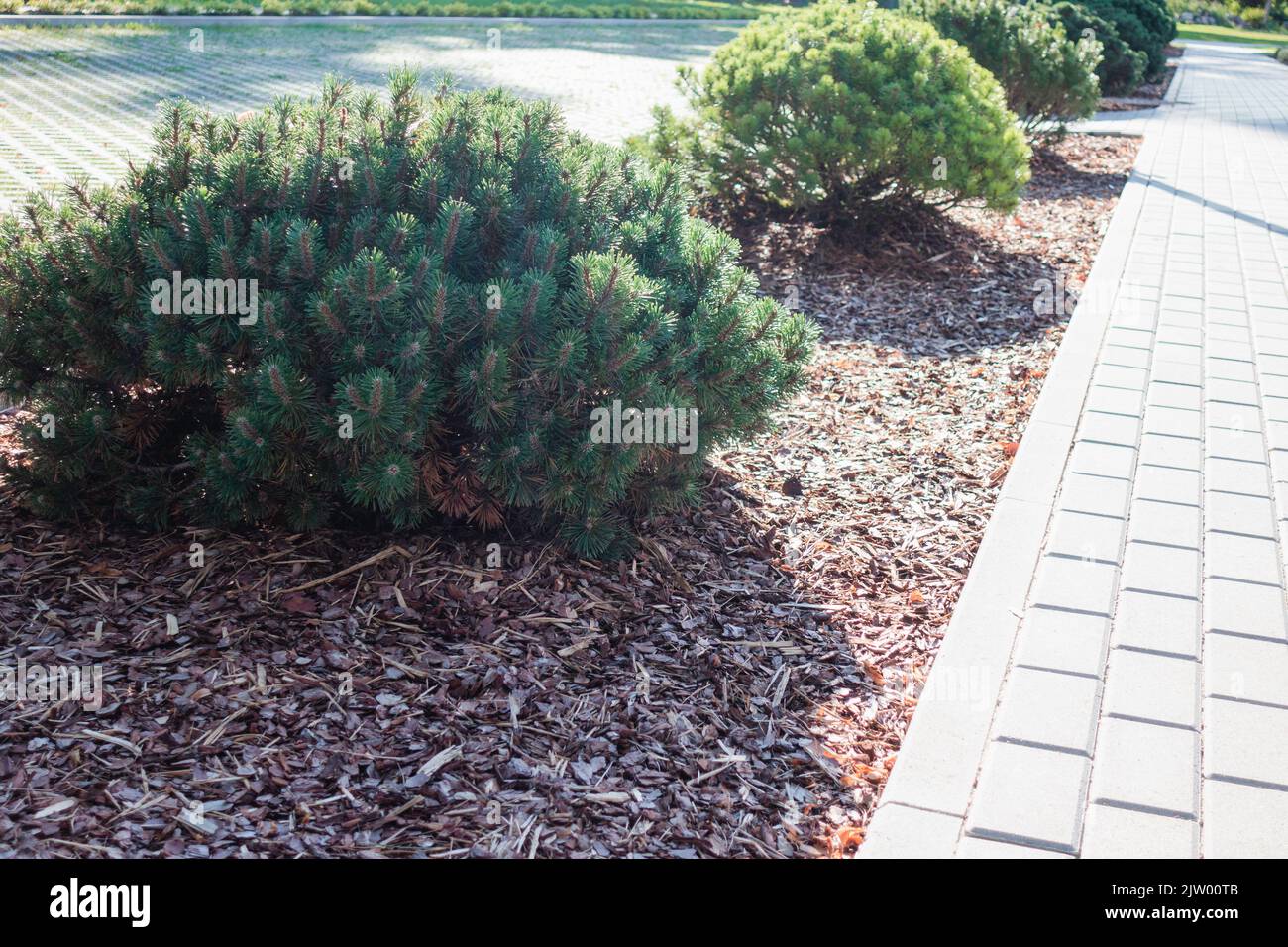 Small pine tree mulched with natural brown bark mulch near pedestrian ...