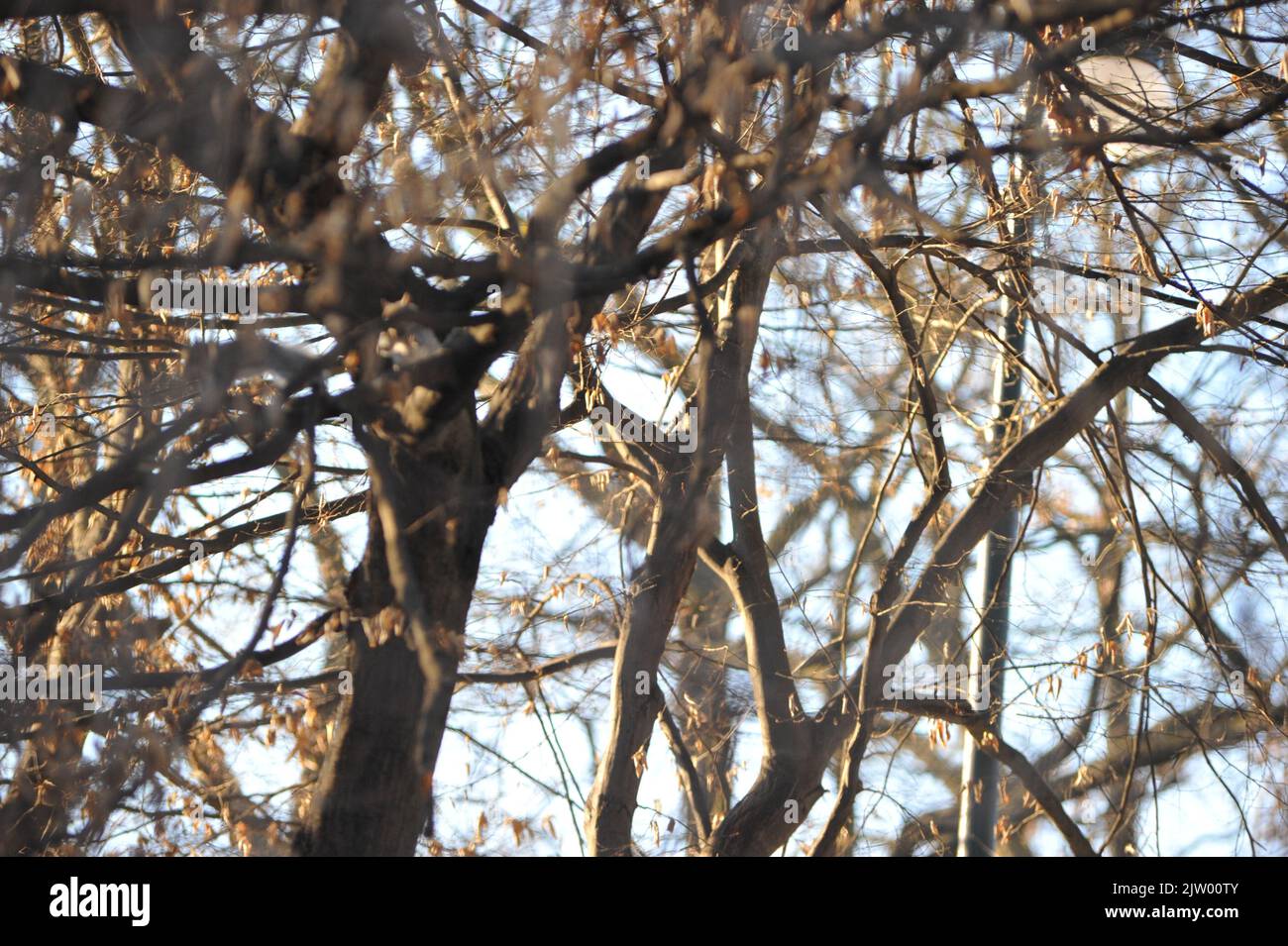 Squirrels in the Valentino Park Stock Photo - Alamy