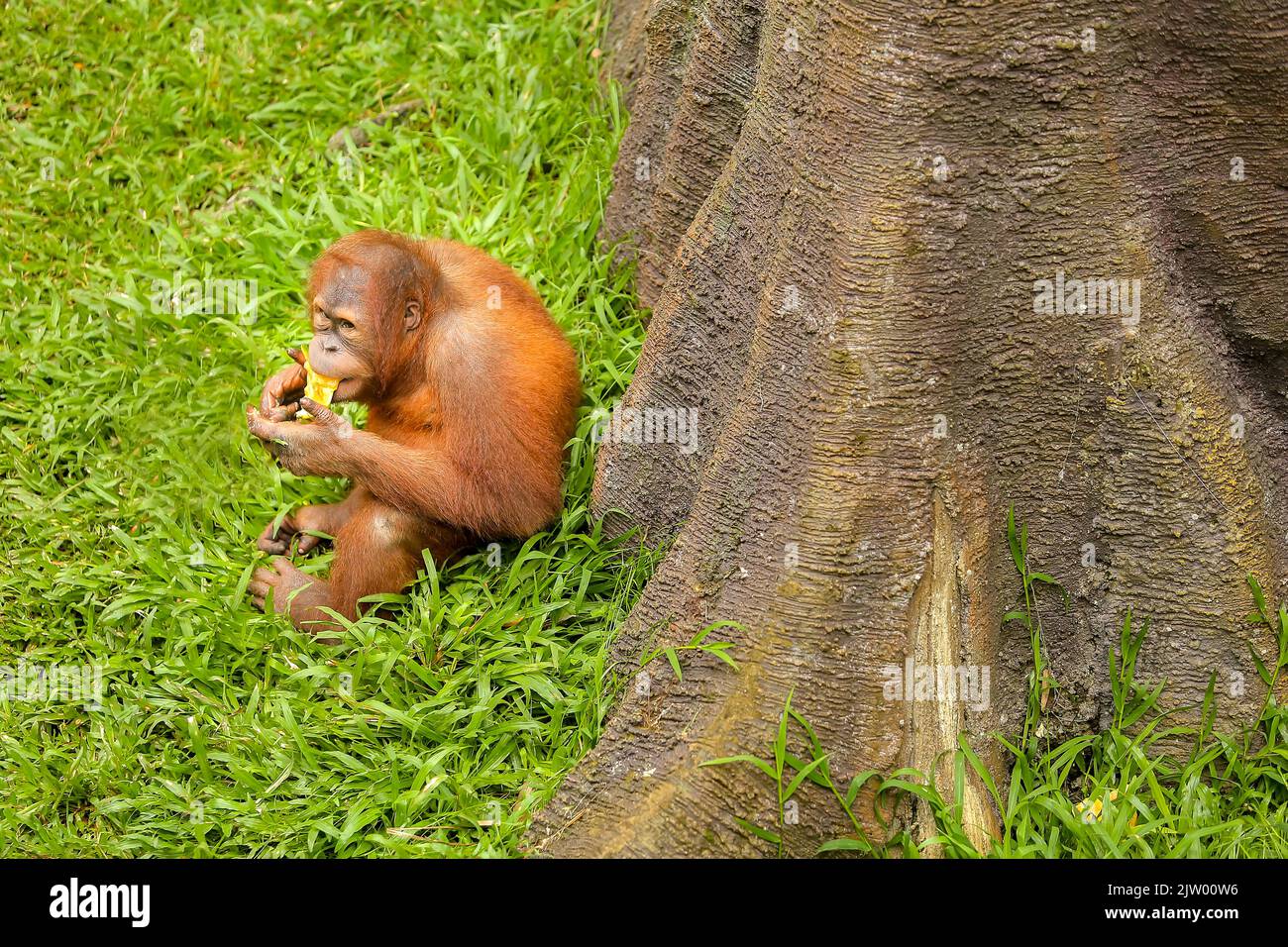 baby orangutan eating under a big tree Stock Photo - Alamy