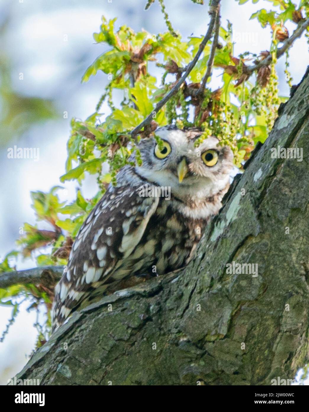 little owl perched in an oak tree Stock Photo - Alamy