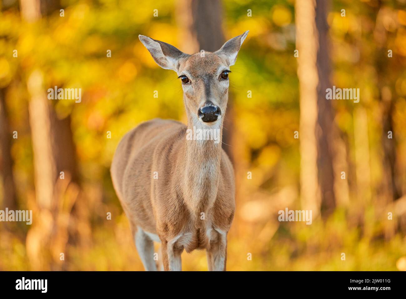 Portrait of white-tailed deer on autumn forest background at golden ...