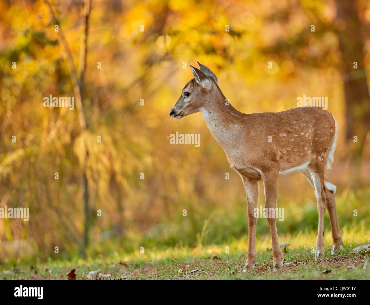 Fawn portrait hi-res stock photography and images - Alamy
