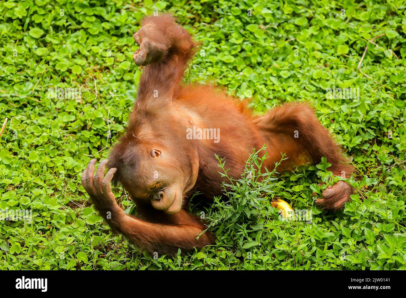Baby Orangutan playing in the Indonesian forest Stock Photo - Alamy