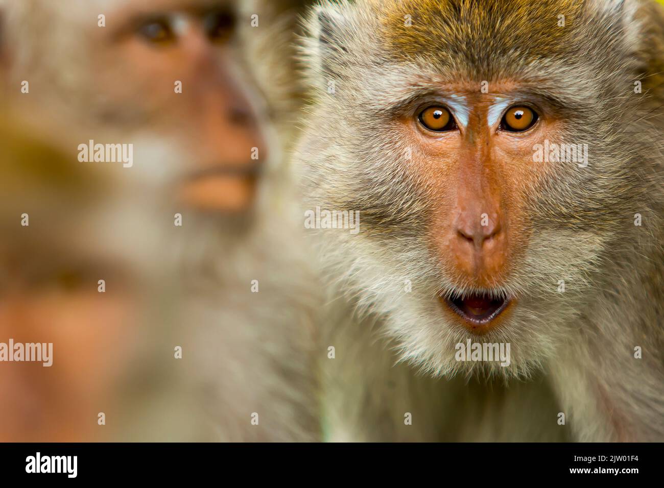 portrait angry monkey expression Stock Photo - Alamy