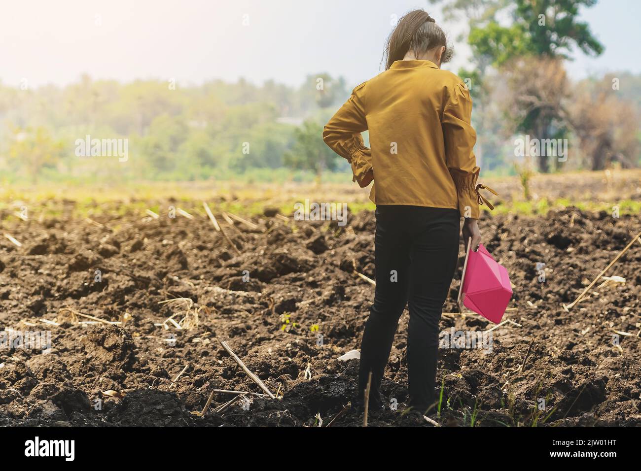 Back view of Asian young woman farmer stand alone with tablet to look ...