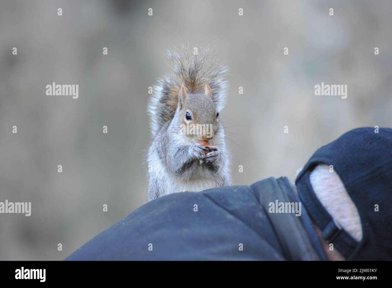 The squirrel and the man in the Valentino Park Stock Photo - Alamy