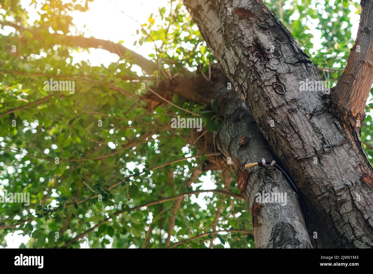 Brass mist nozzles or sprinklers for spraying water spray on trees ...
