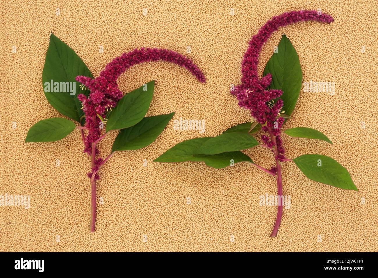 Amaranthus plants in flower with seeds background. Health food highly ...