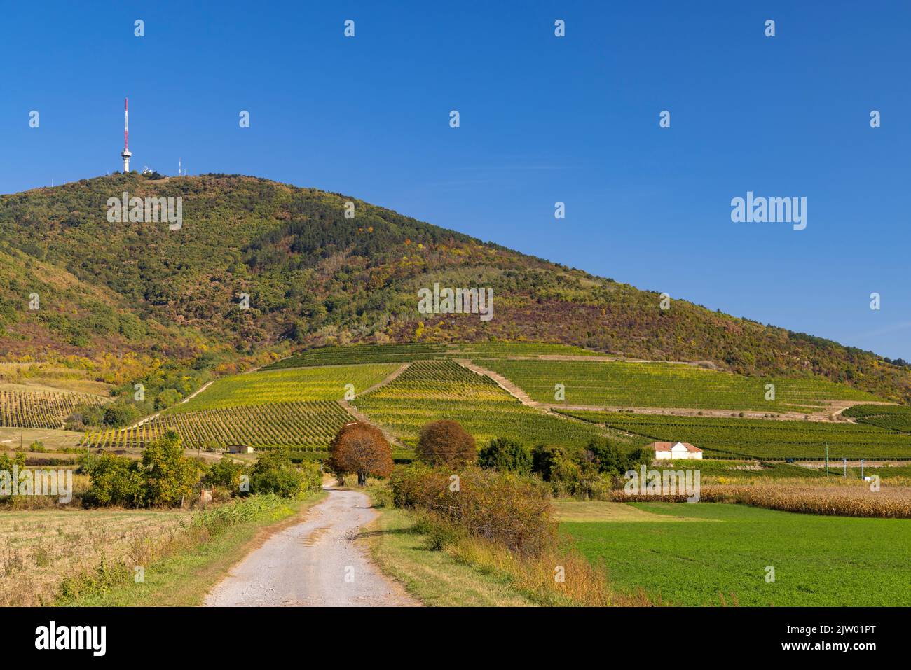 Autumn vineyard and Tokaji-hegy (513 m), Tokaj region, Great Plain and ...