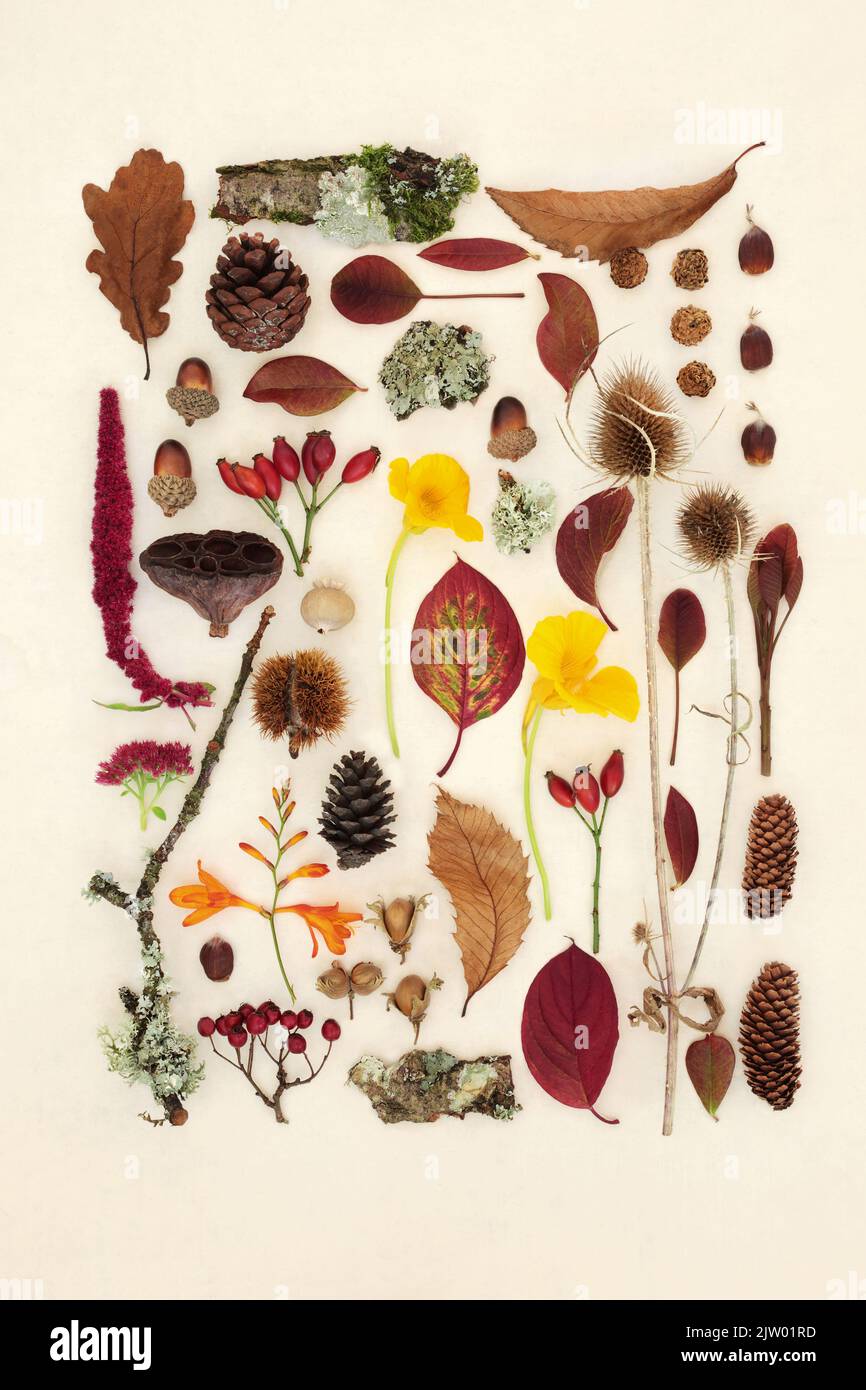 Autumn hawthorn leaves collection hi-res stock photography and images ...