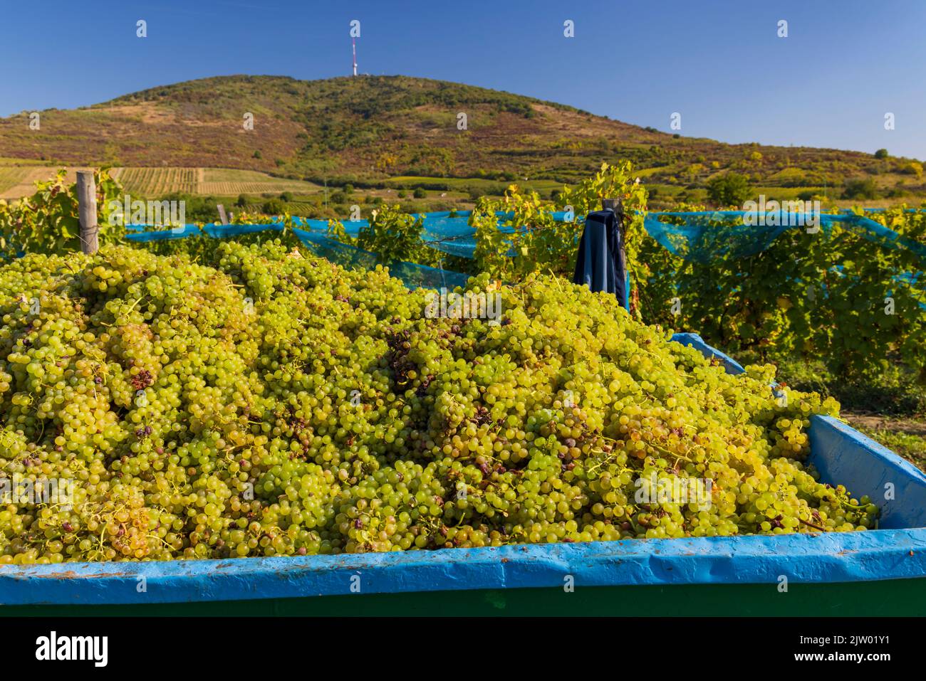 Grape collection at vintage time, Tokaj region, Great Plain and North ...