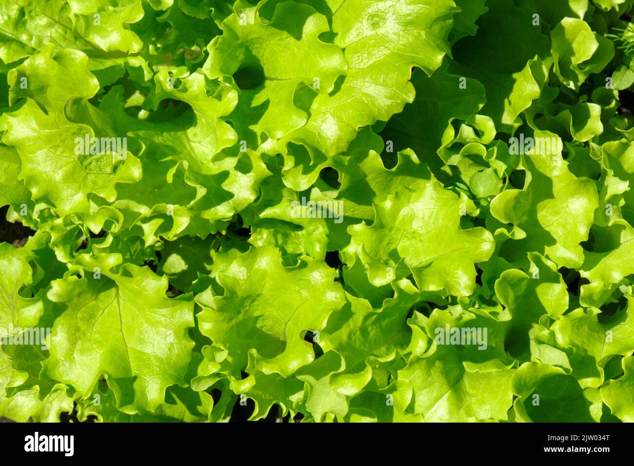 Fresh green lettuce texture grows in the garden. salad plant farming in ...