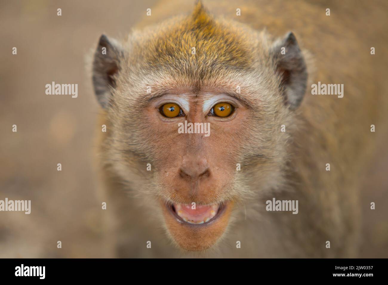 portrait angry monkey face expression Stock Photo - Alamy