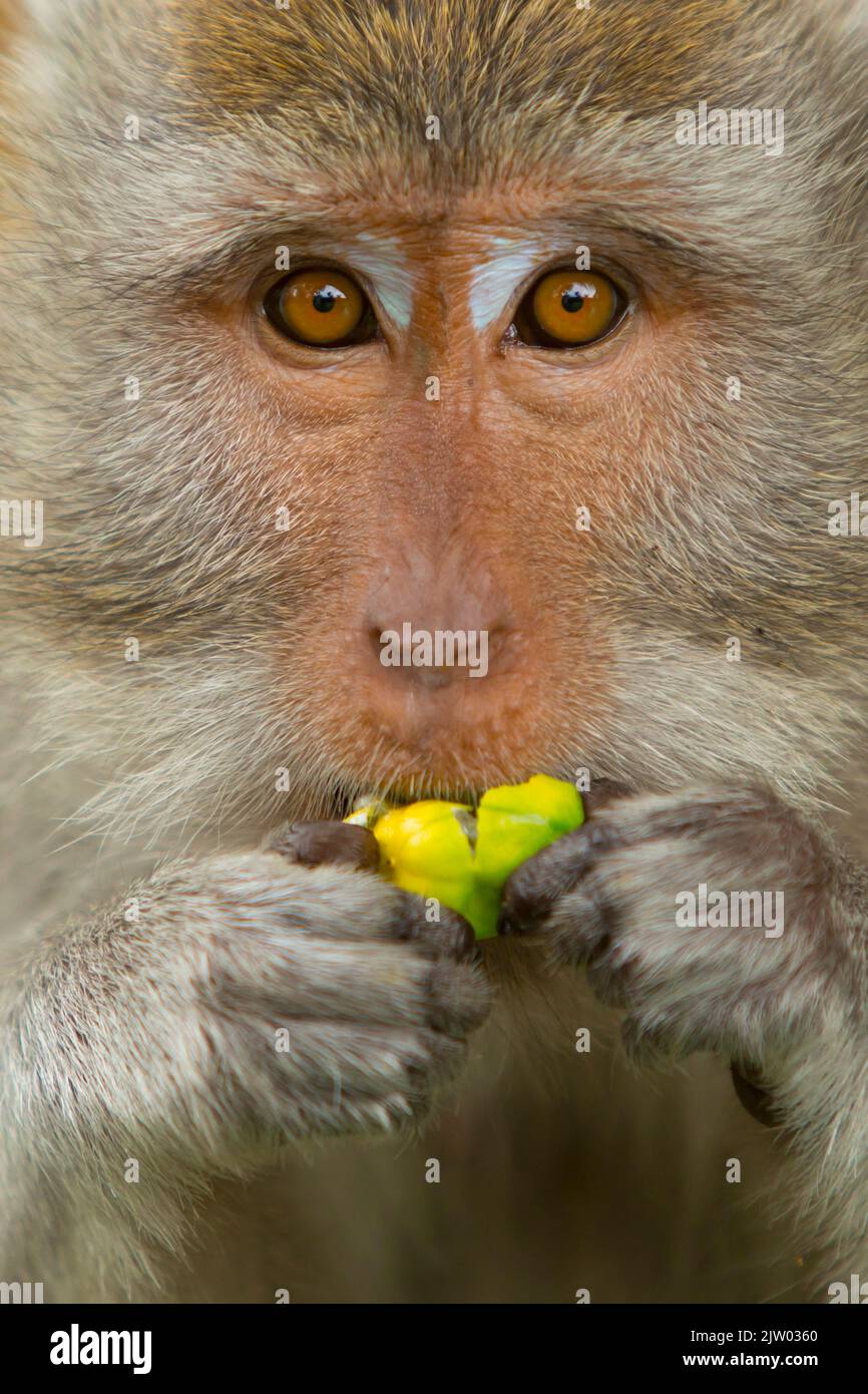 cute monkey expression portrait eating fruit Stock Photo - Alamy