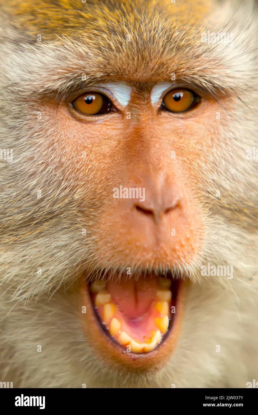 portrait angry monkey face expression Stock Photo - Alamy
